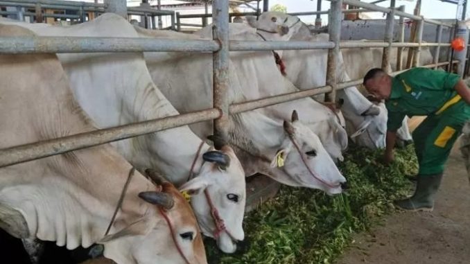 Galur Baru Sapi Perah Grati Segera Diluncurkan